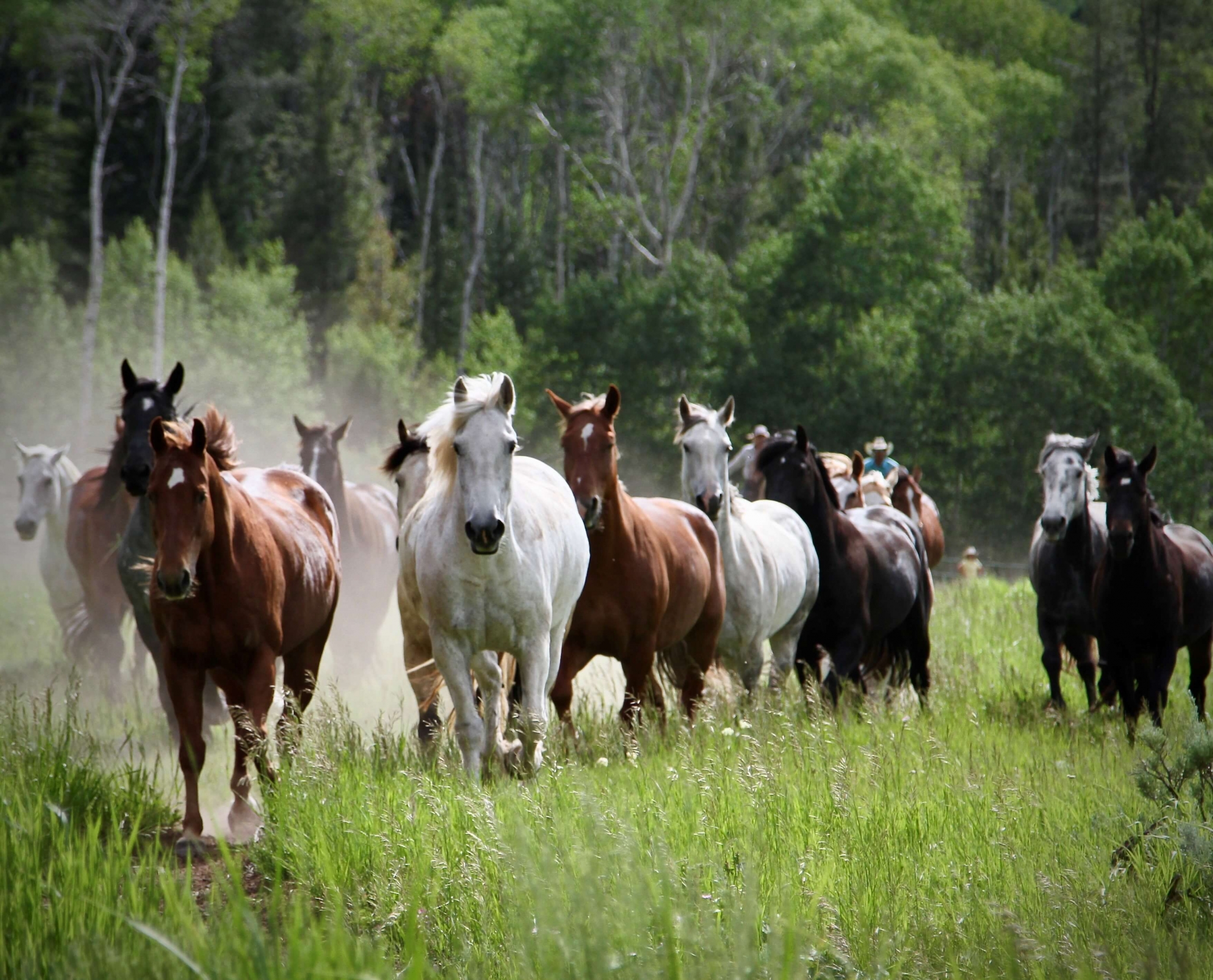 Horseback Riding Jackson Hole Wyoming
